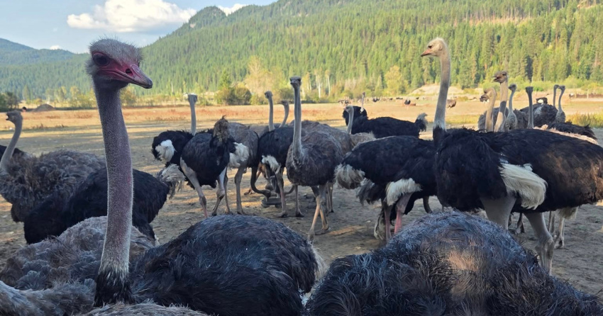 'They're safe today': Supreme Court issues interim stay on BC ostrich cull