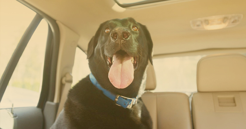 ‘Potentially fatal consequences’: Don’t be a moron and leave your dog ...
