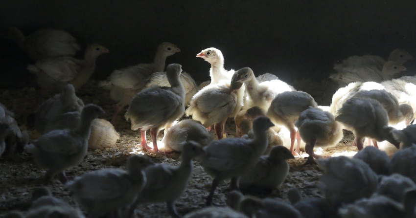Avian flu detected in additional BC flocks: CFIA