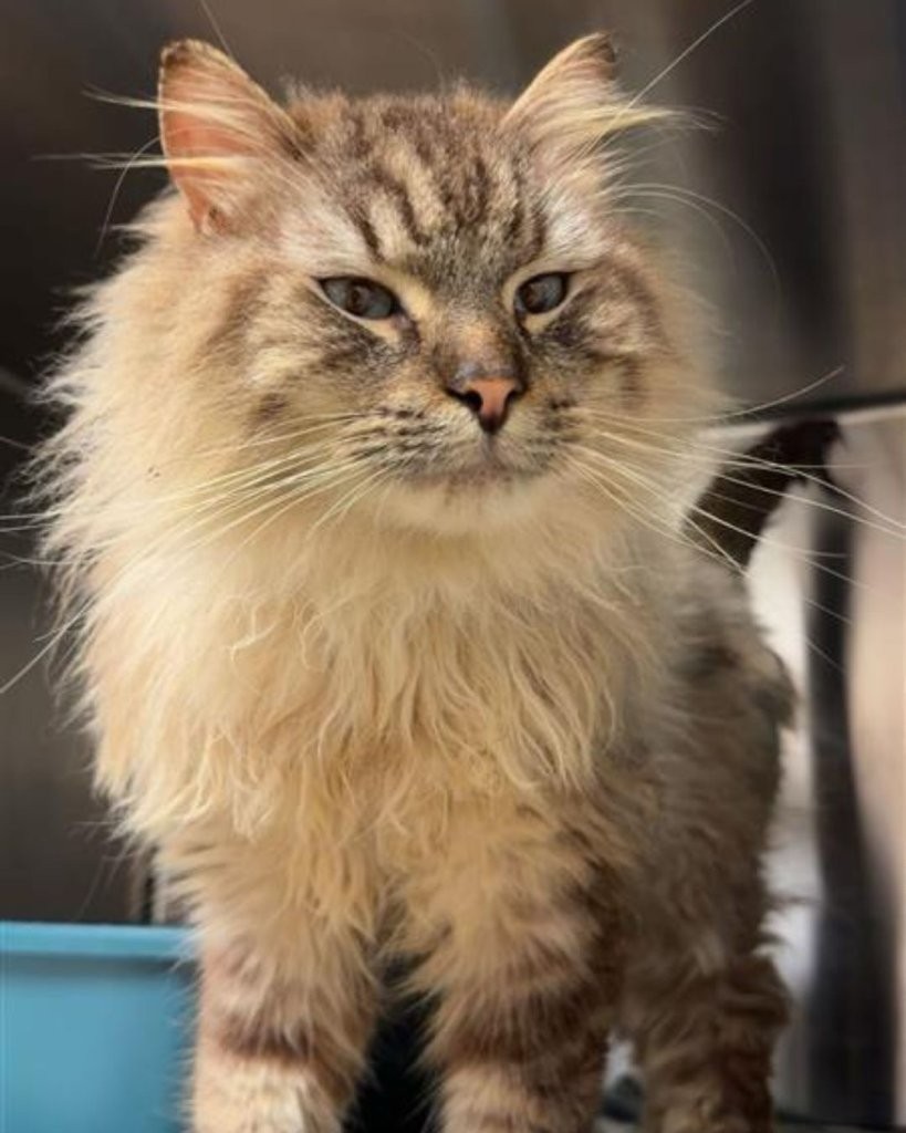 BC SPCA rescues 17 cats living in horrifying conditions