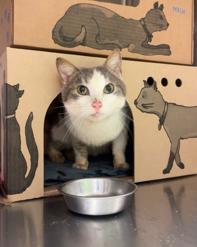 BC SPCA rescues 17 cats living in horrifying conditions