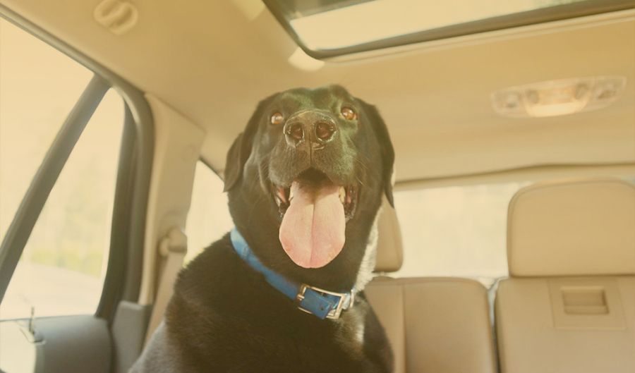 ‘Potentially fatal consequences’: Don’t be a moron and leave your dog ...