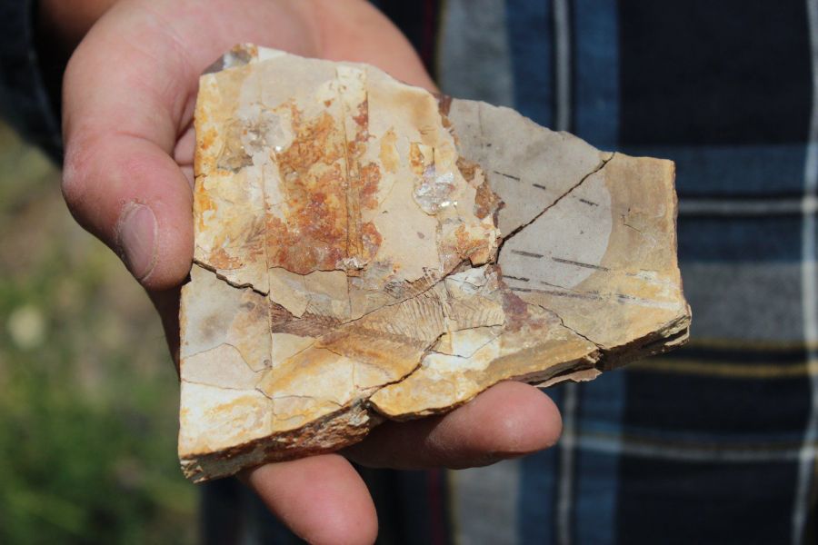 Secwépemc stewardship reshapes 53-million-year-old forest