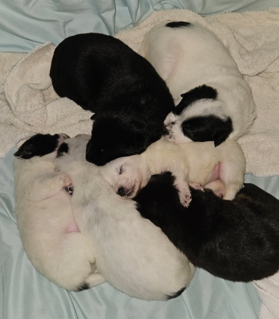 Okanagan Humane Society caring for puppies after crash, death of mother