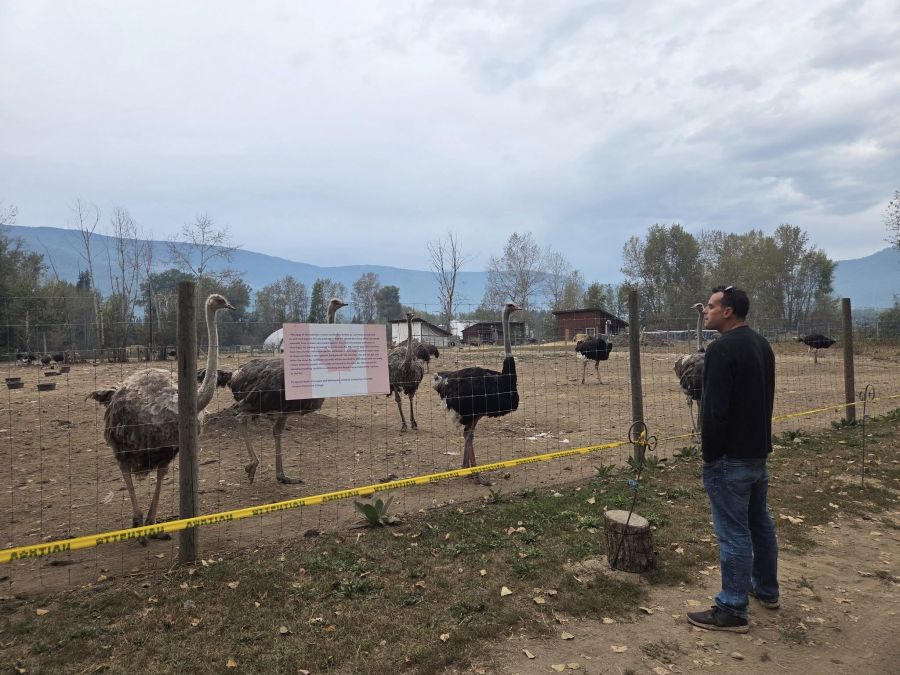 Supreme Court decision on BC ostrich farm cull coming next week
